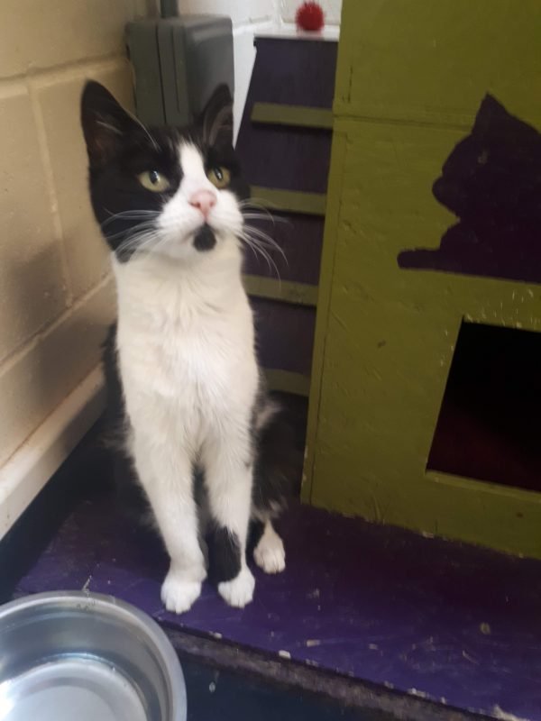 Visiting Bleakholt Animal Sanctuary, Ramsbottom, UK