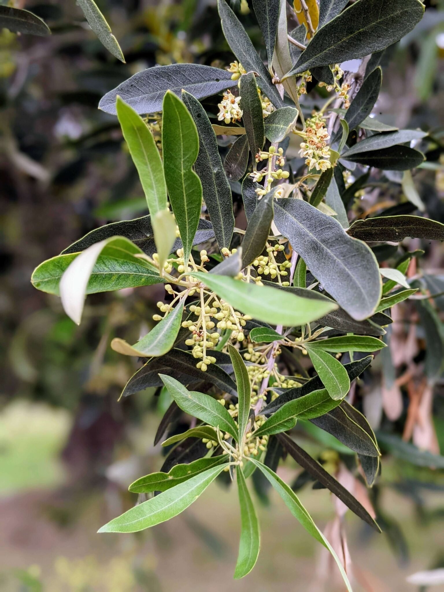 Olive Groves in Greece - The Growing Trend of Olive Tourism